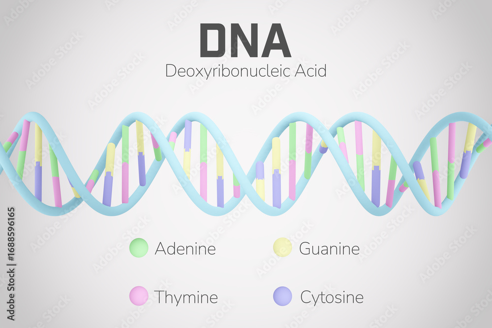 Infographic of DNA double helix with labeled bases Adenine, Thymine ...