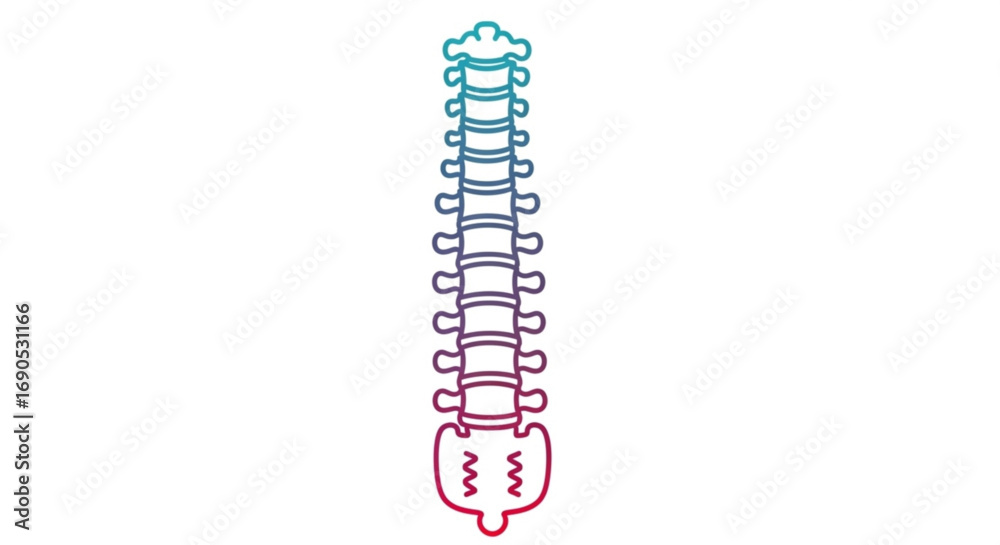 Spine anatomy vertebral column spinal cord human backbone skeletal ...