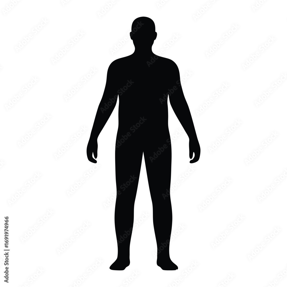 Human full body silhouette vector image for anatomy study and ...