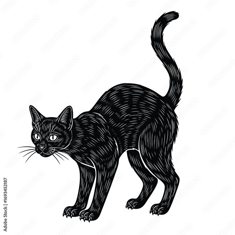 Vintage style black cat illustration with an arched back and raised ...