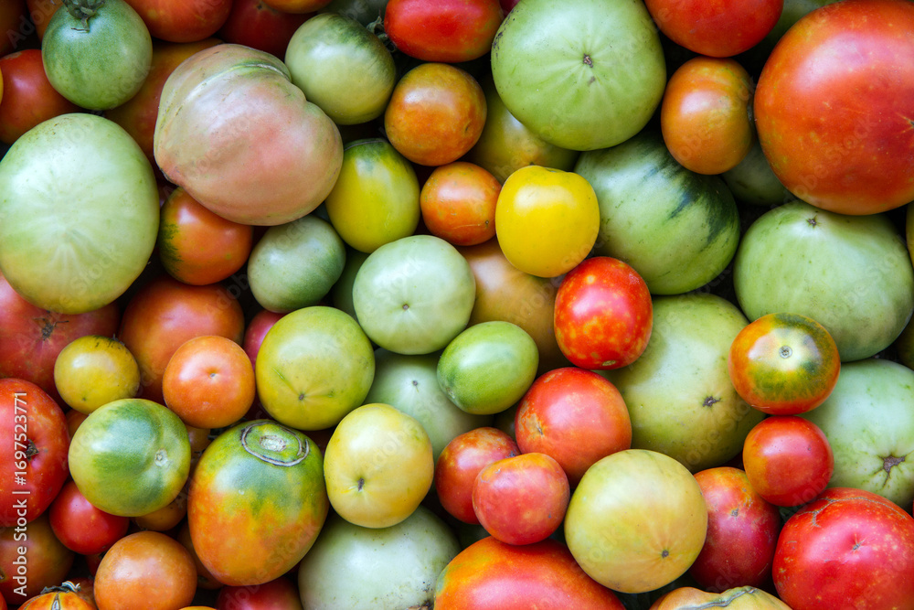 Fresh natural tomatoes of different colors and sizes. Many different ...