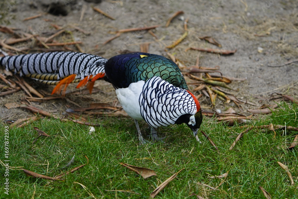 Fantastic photo of the Lady Amherst pheasant (Chrysolophus amherstiae ...
