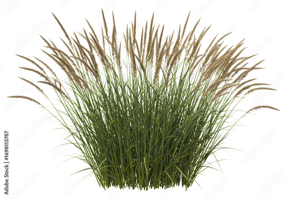 Stunning Prairie Grass Nature Photography Ornamental Grass Landscaping ...