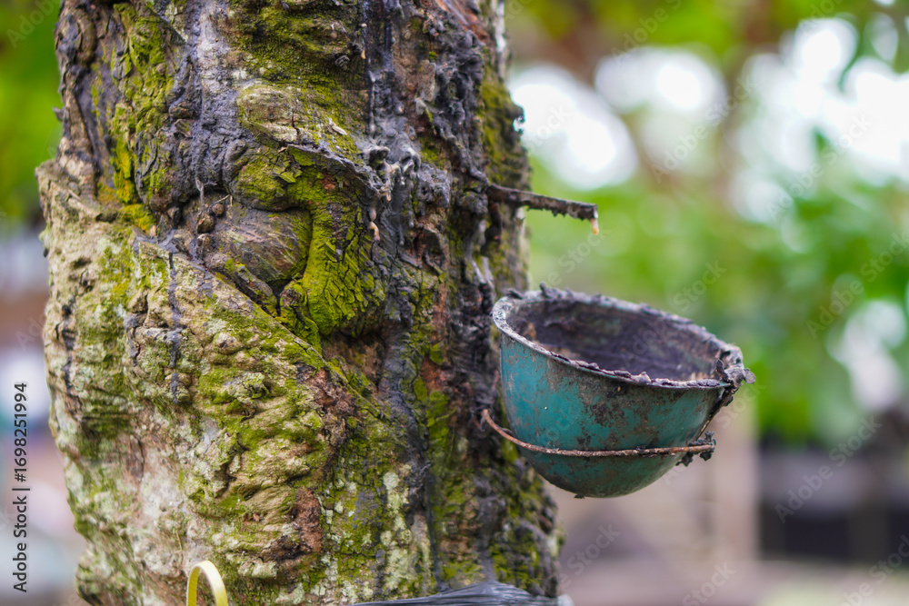 Rubber plantations for the extraction of latex, the raw material for ...
