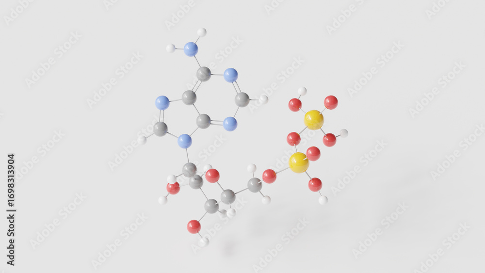 adenosine diphosphate molecule 3d, molecular structure, ball and stick ...
