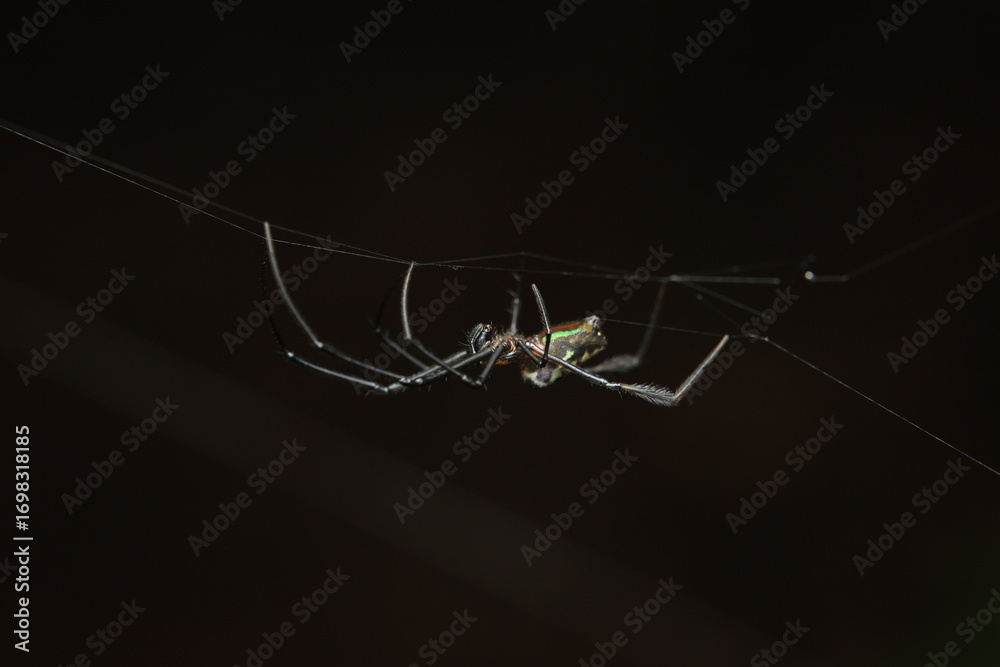 Macro photograph of an Orchard Spider (Leucauge sp., family ...