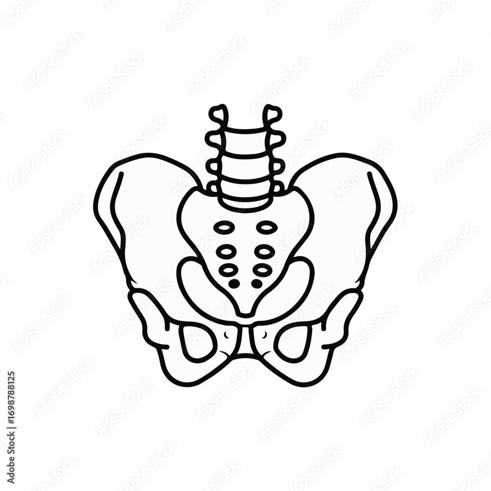 Human pelvis anatomy skeletal structure, detailed pelvic bone diagram ...