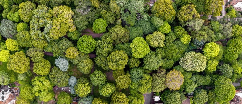 Professional Aerial View of Mixed Tree Crowns Showing Canopy Textures ...