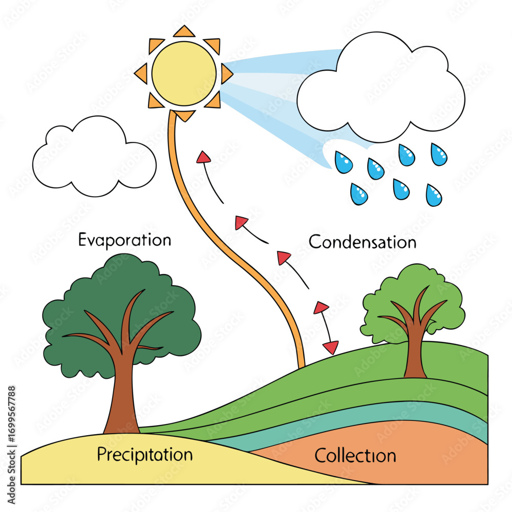 Water Cycle Diagram: A diagram explaining the stages of the water cycle ...