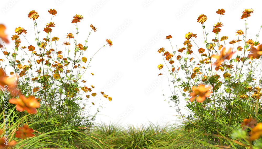 Vibrant yellow flowery blossoming meadow isolated on transparent ...