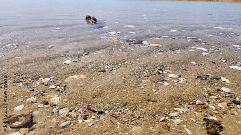 Seashell and bivalve on sand beach in sea water background for ...