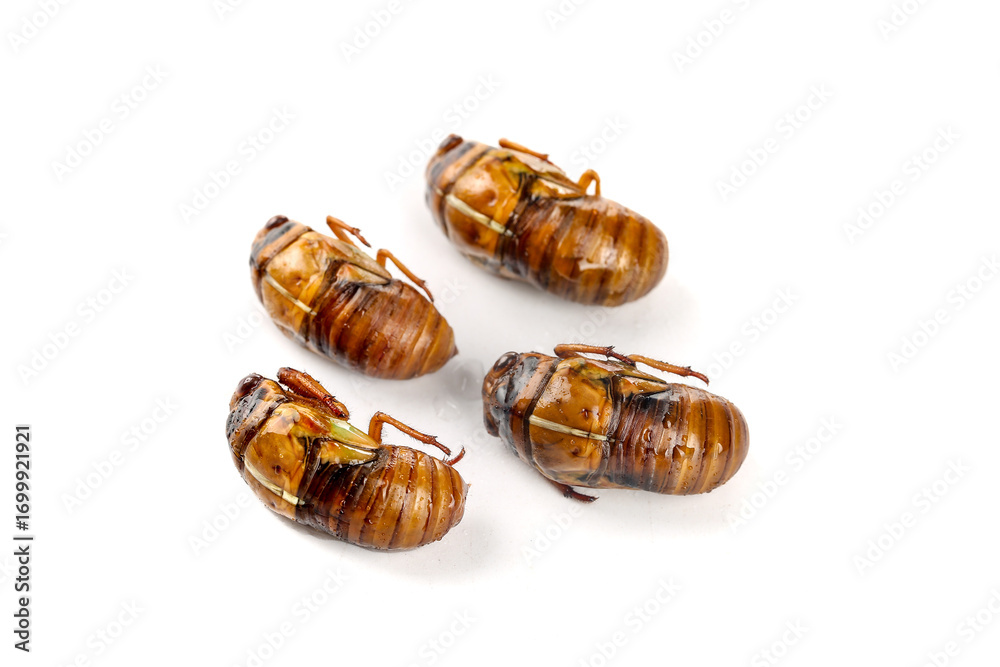 Cicada Shells Golden Brown Exoskeletons Insect Molting Process Nature ...