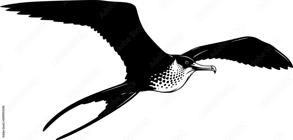 Great frigate svg, Great frigate silhouette, Frigate bird svg ...