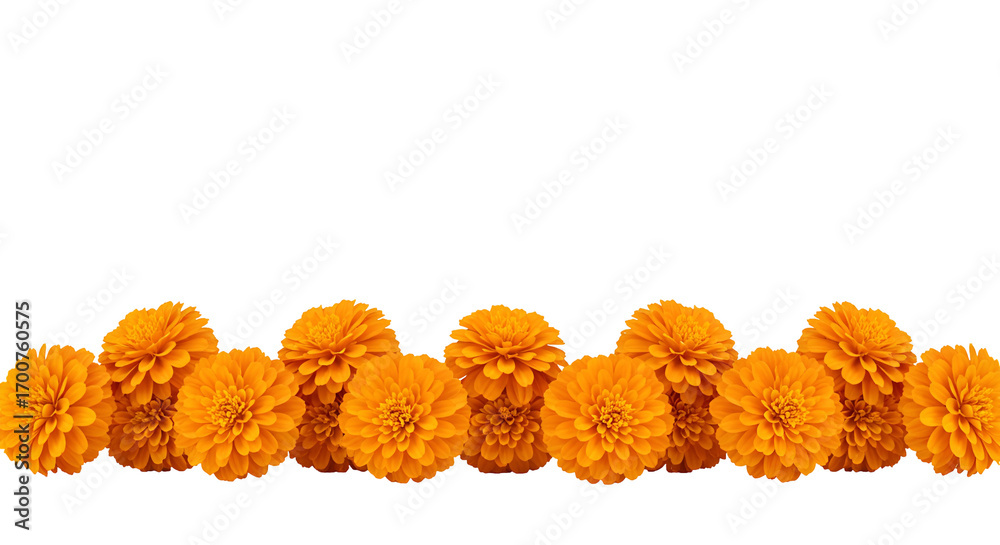 Bright orange marigold flower garland isolated on transparent ...