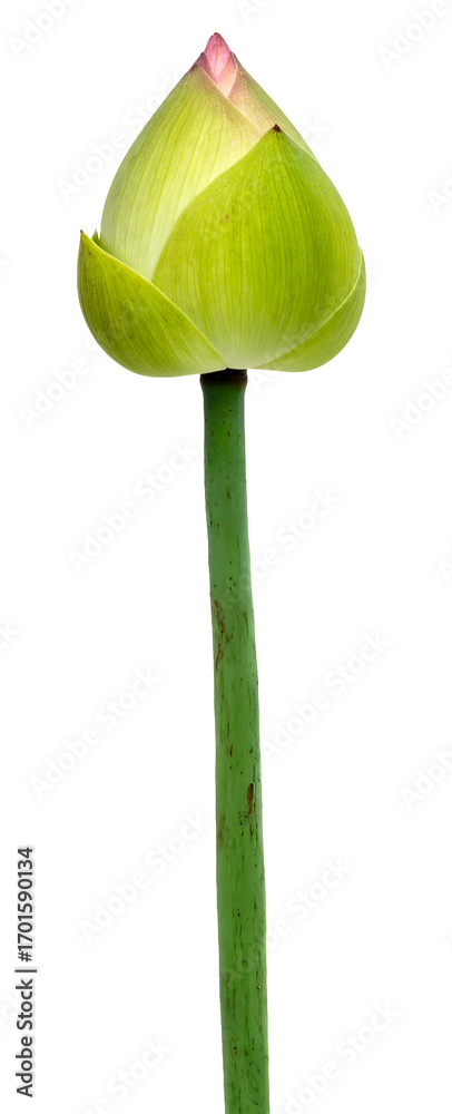 Lotus bud on long green stem with pink tip and wrapped sepals in ...