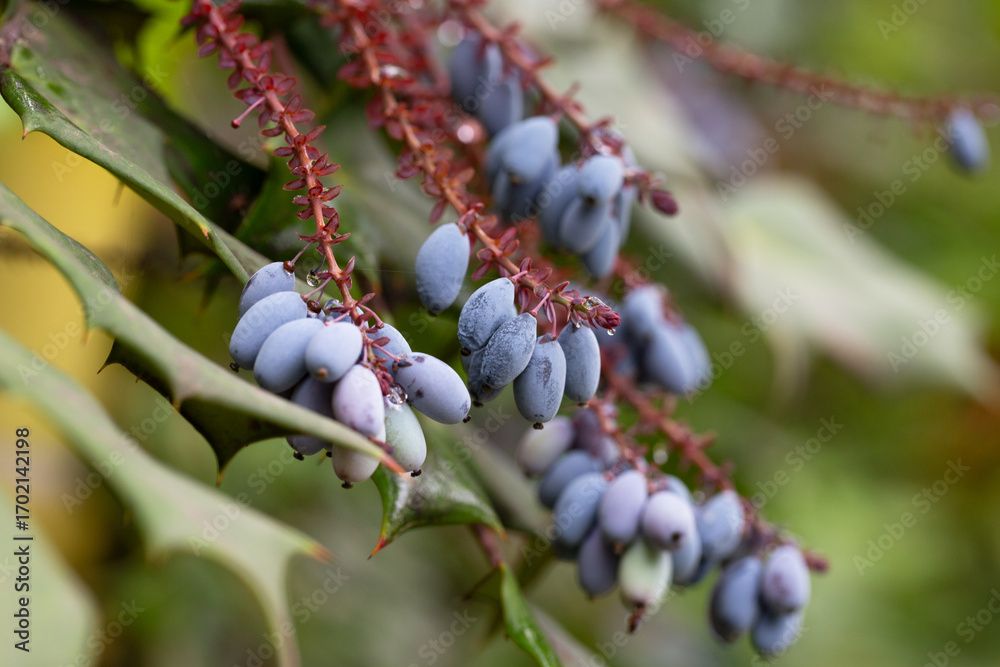 Mahonia aquifolium plant with blue fruits, ornamental evergreen plant ...