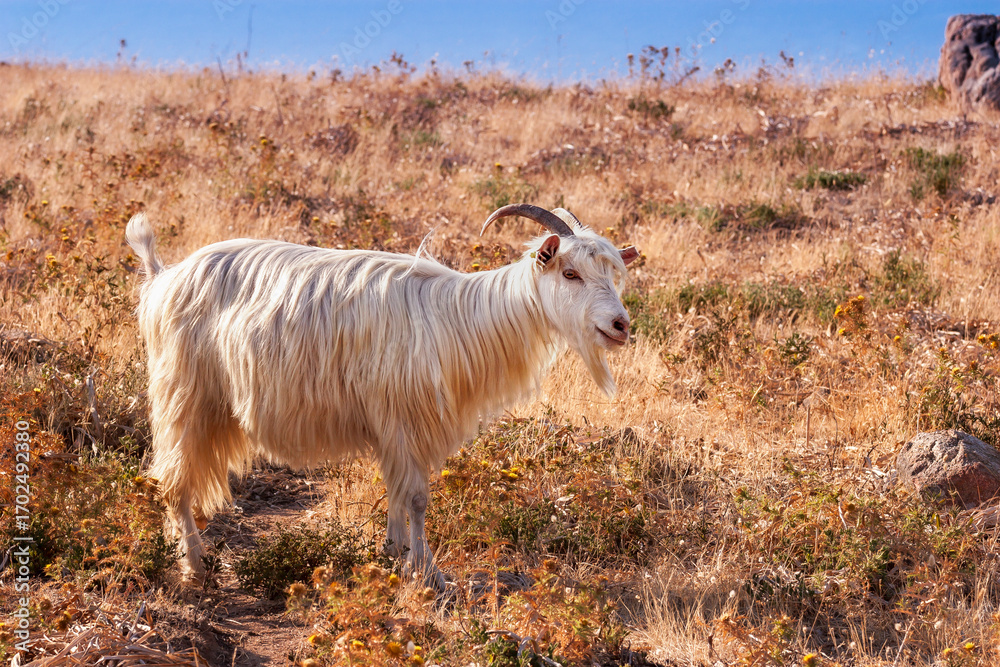 Goat in front of the Gulf of Porto, Corsica, France. The Corsican goat ...