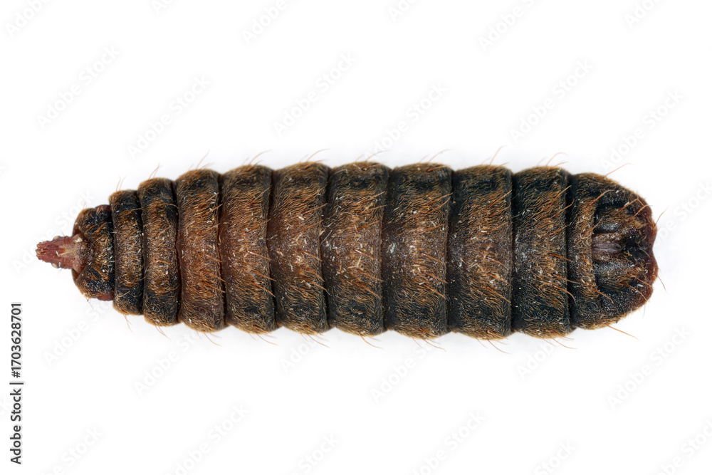 Black soldier fly species, Hermetia illucens. Larval instar, prepupa ...