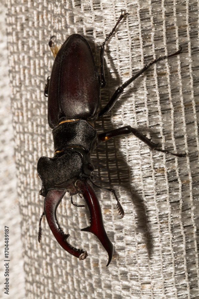 Stock-Foto „Lucanus cervus is the best-known species of stag beetle ...