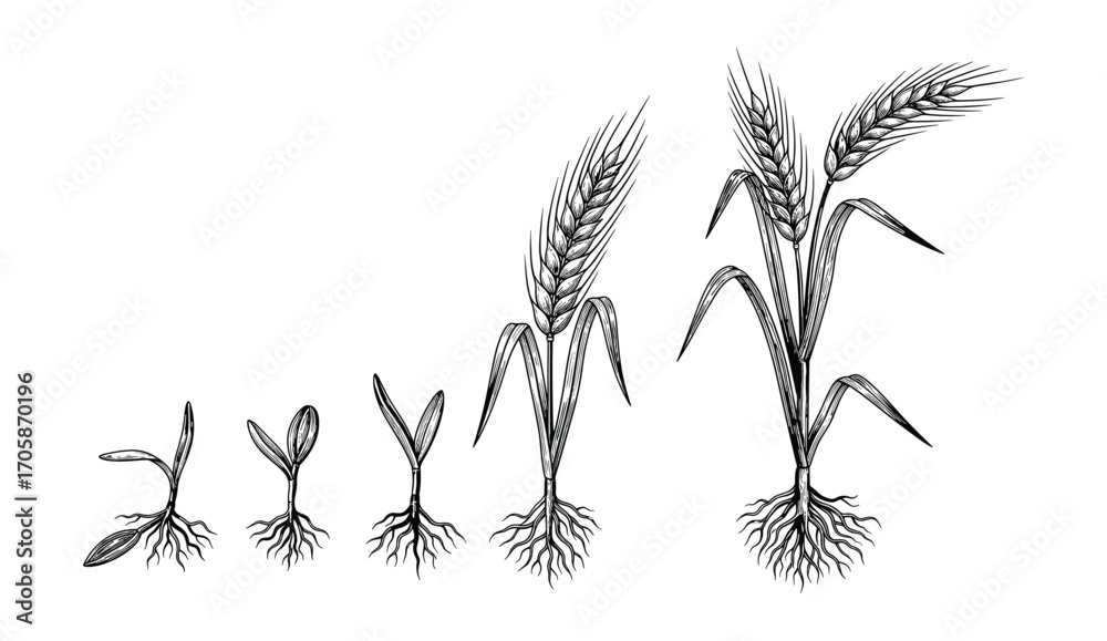 Vector de Stock Grain Growth Stages, Wheat Development Stages, Plant ...