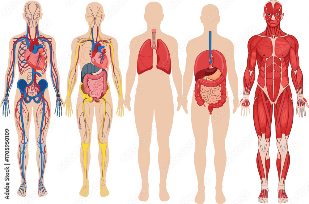 Human anatomy, circulatory system, nervous system, respiratory system ...
