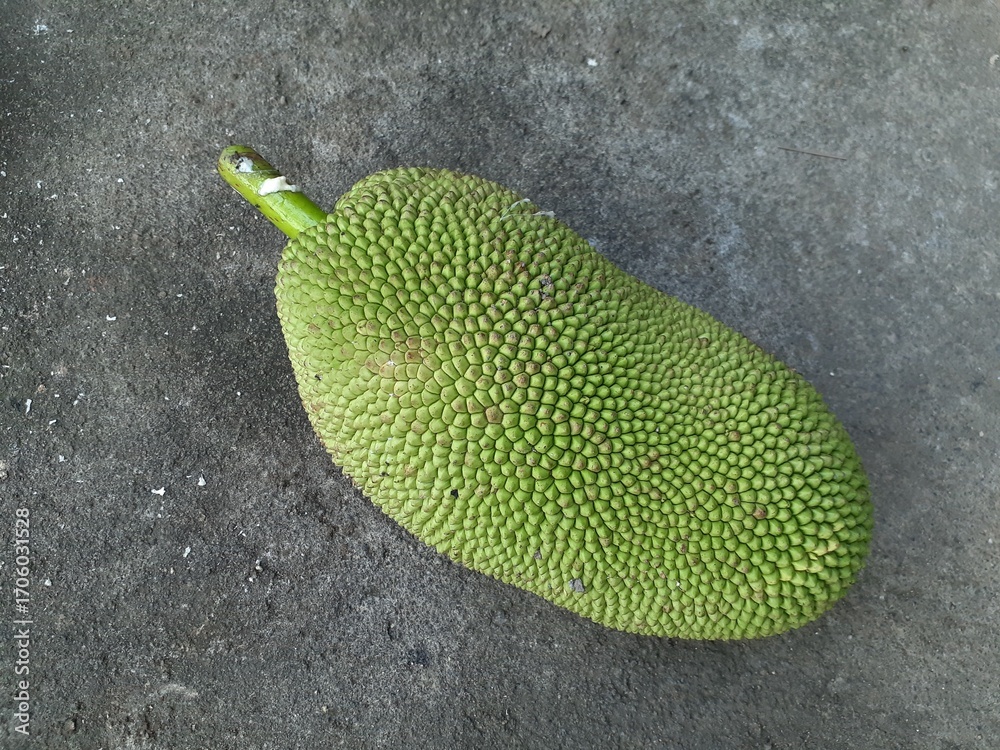 Close up of Cempedak (Artocarpus integer) fruit, is a species of tree ...
