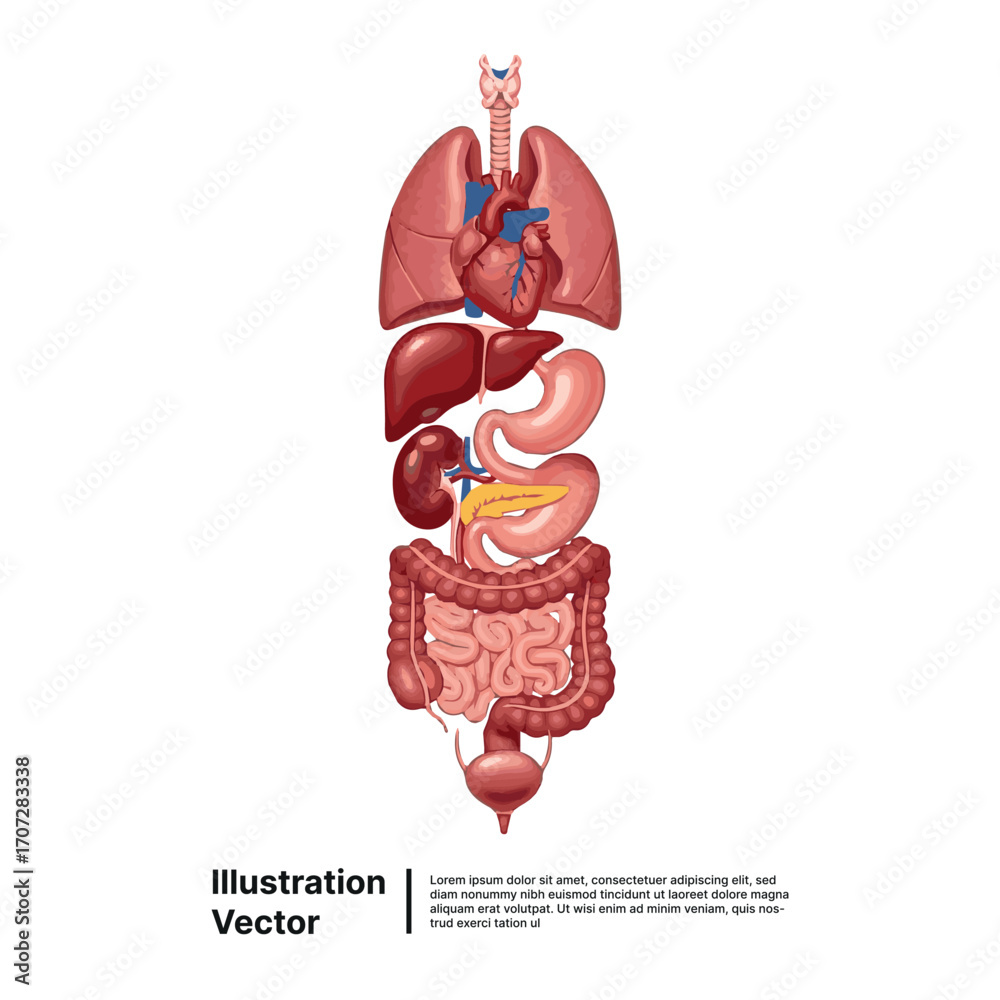 Complete anatomical chart of human internal torso organs including ...