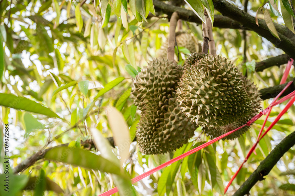 Durians growing on durian tree in Thailand. Durian is a Southeast Asian ...