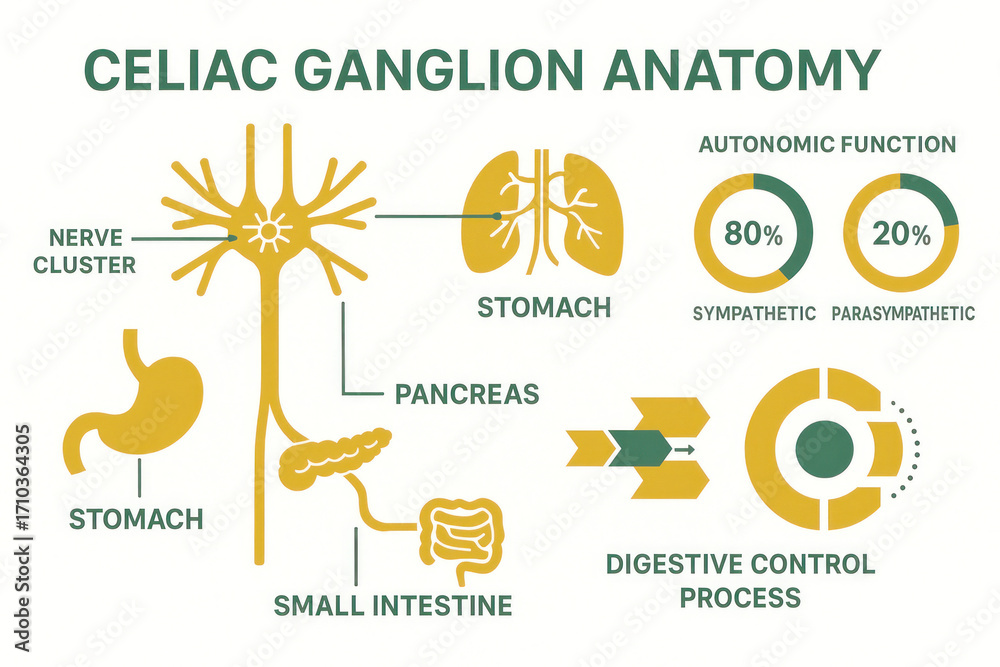 Celiac Ganglion Anatomy Diagram Stock Illustration | Adobe Stock