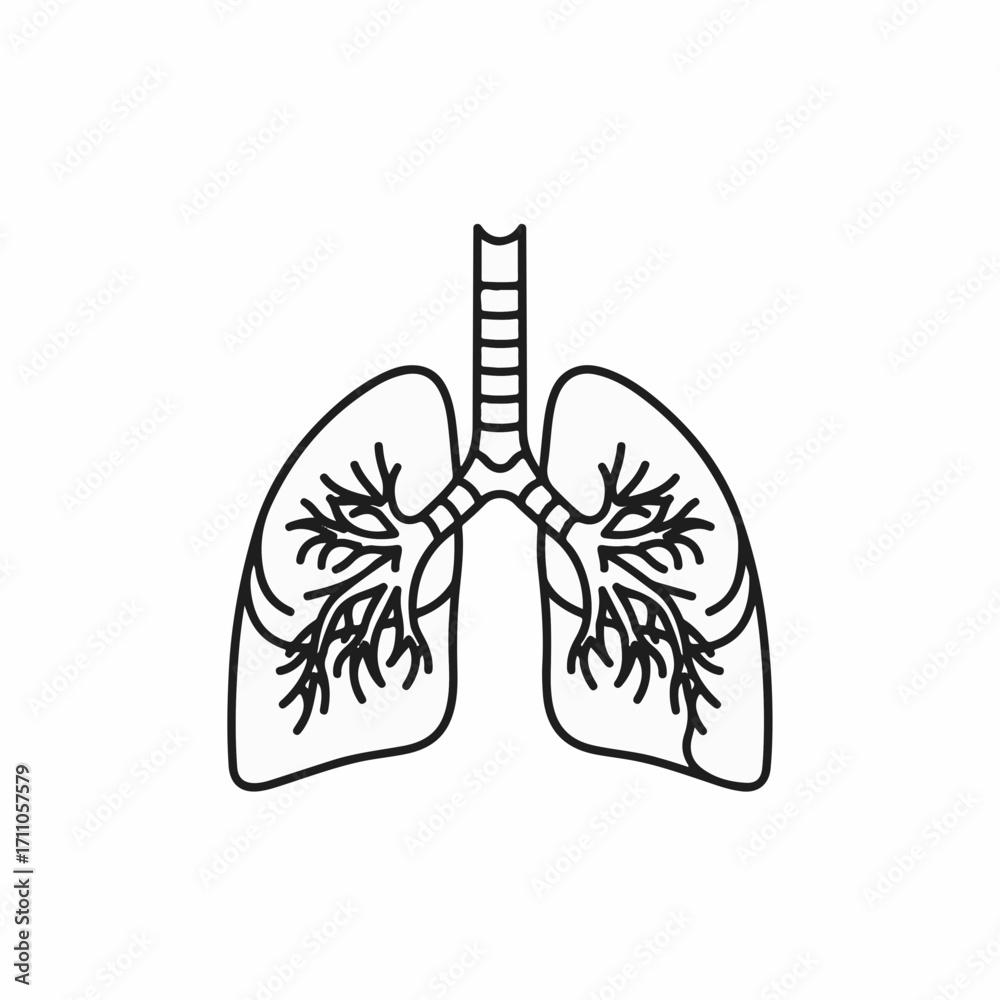 Vektor Simple lungs illustration in black and white for educational use ...