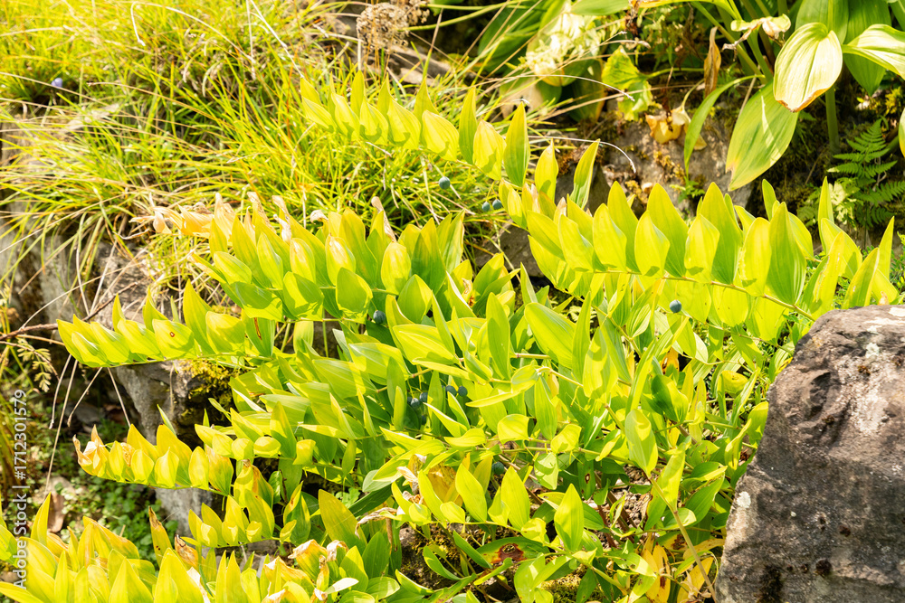 Stock-Foto „Angular Solomons seal or Polygonatum Odoratum plant in ...