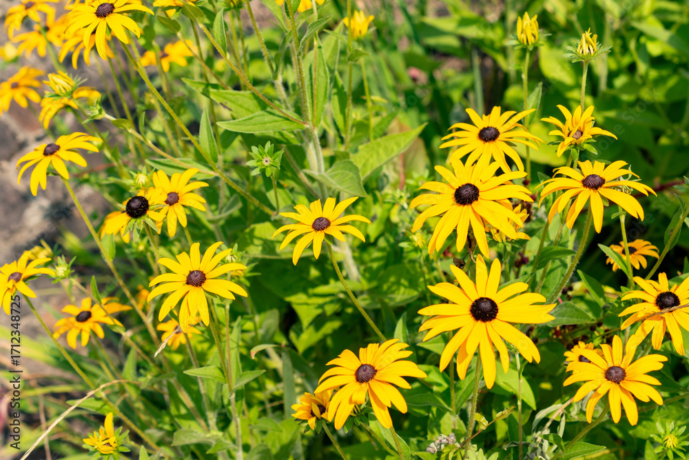 Orange coneflower or Rudbeckia Fulgida var Sullivantii plant in Zurich ...