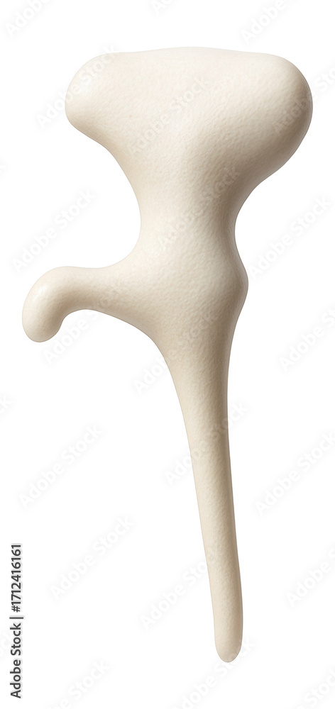 Incus bone displaying anvil-like shape with a short and long limb Stock ...