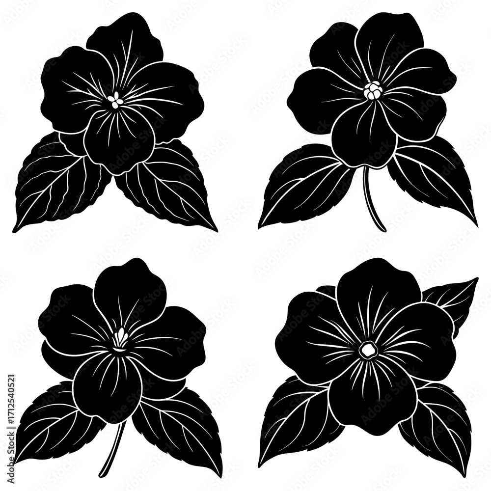 Four black and white impatiens flowers with detailed leaves and petals ...