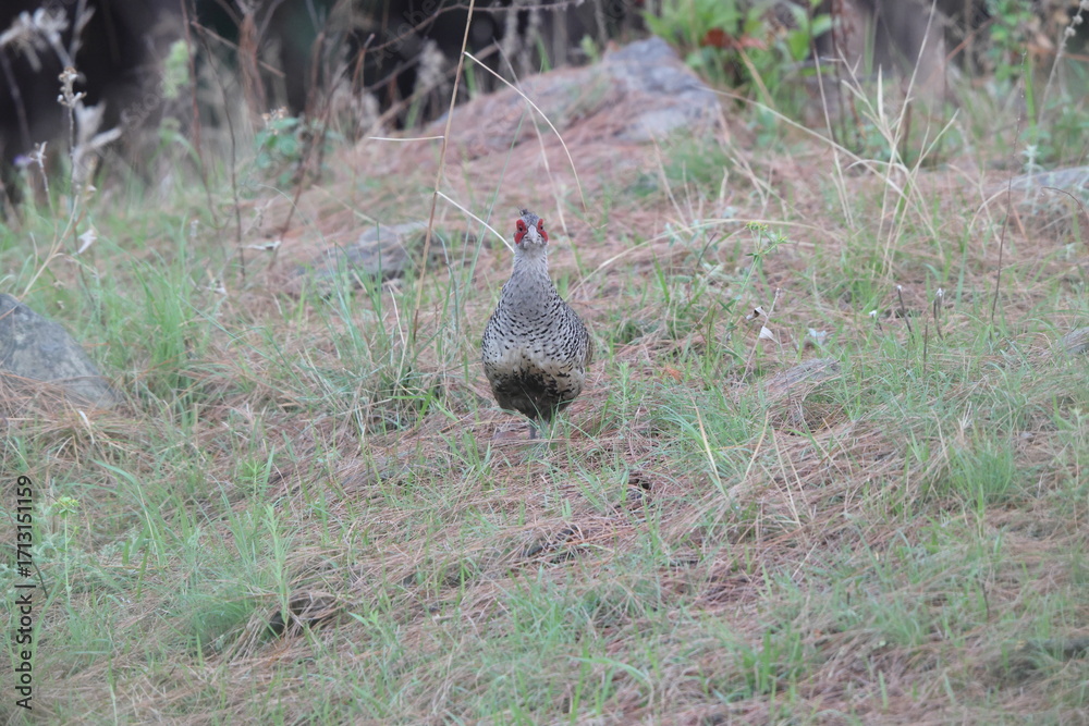 Cheer pheasant (Catreus wallichii), also known as Wallich's pheasant or ...