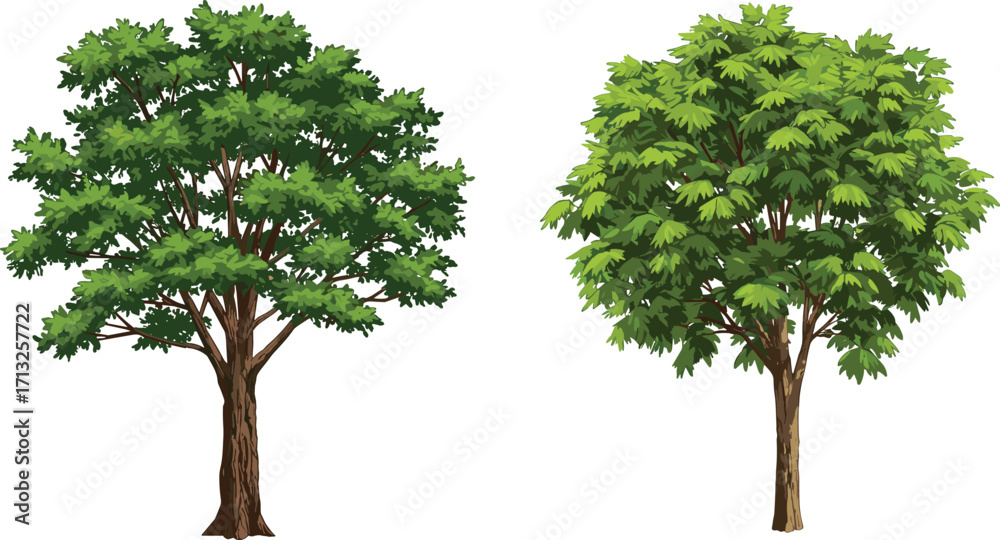 Image vectorielle Stock Open canopy tree, dense foliage tree, leaf ...