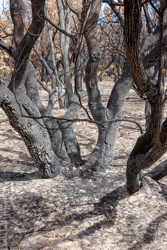 Plants recovering 17 days after a bush fire swept through the Marri ...