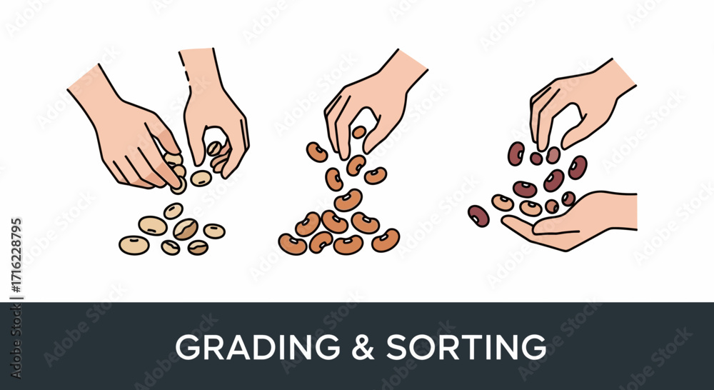 Hands carefully sorting and grading different types of beans for ...