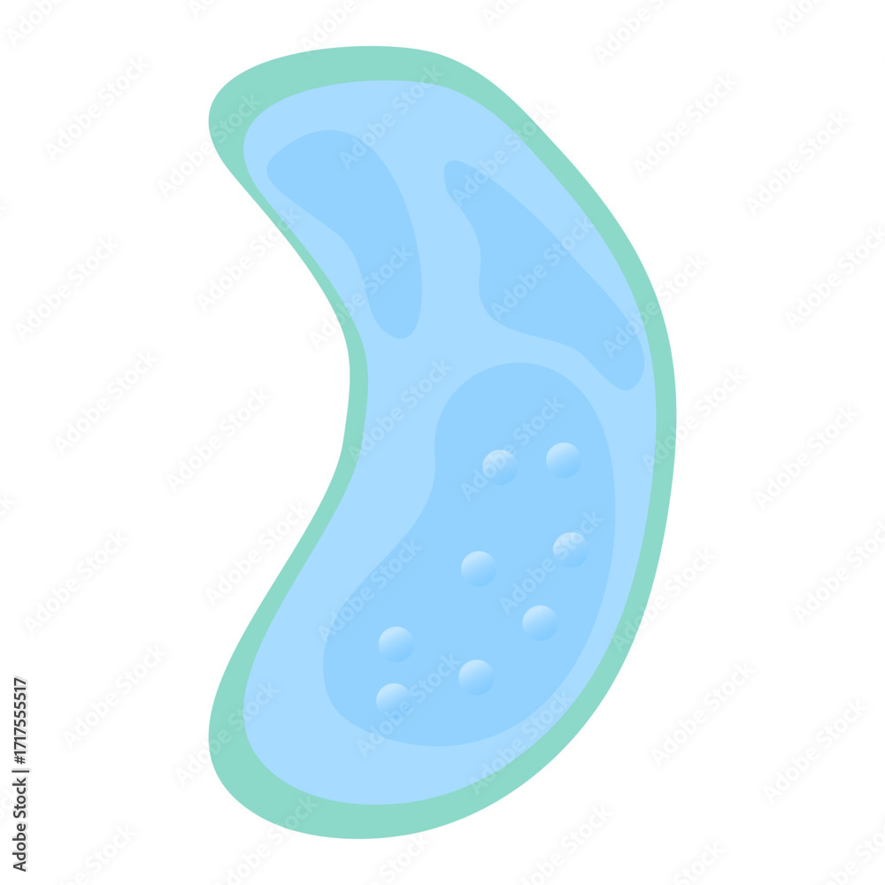Vacuole structure anatomy, diagram poster. Medical illustration vector ...