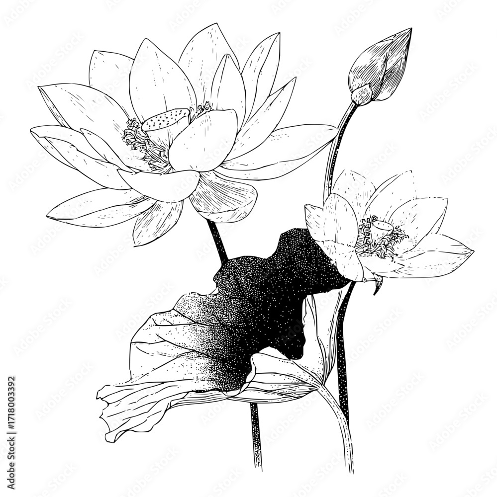 Beautiful detailed lotus flower line art drawing illustration vector ...