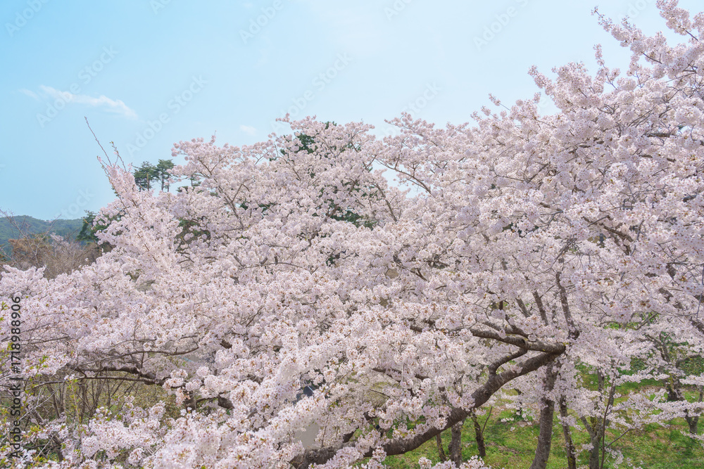 Sakura cherry blossoms in Spring from Saigyo modoshi no matsu park near ...