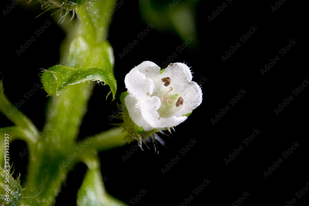 Flower of green shiso (Perilla frutescens var. acuta) in Japan in ...