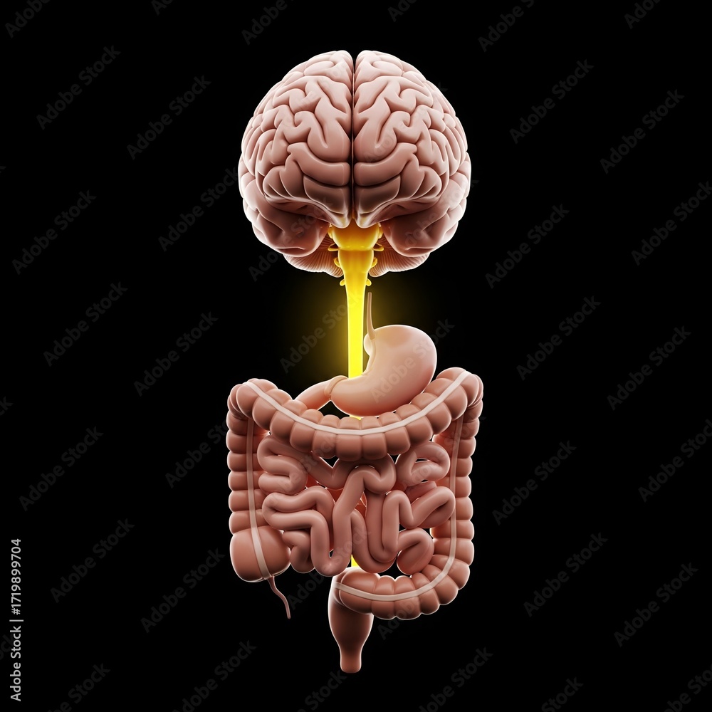 Brain and digestive system connected by neural pathway illustrating gut ...