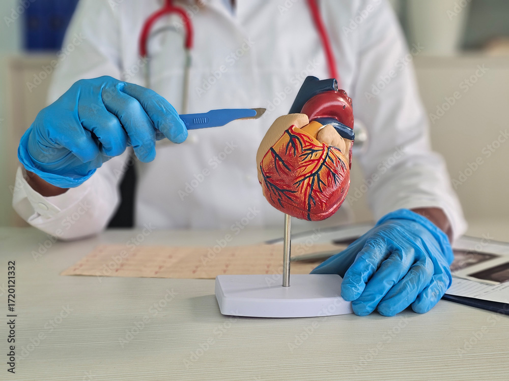 Cardiologist surgeon anatomical model of heart using scalpel. Heart ...