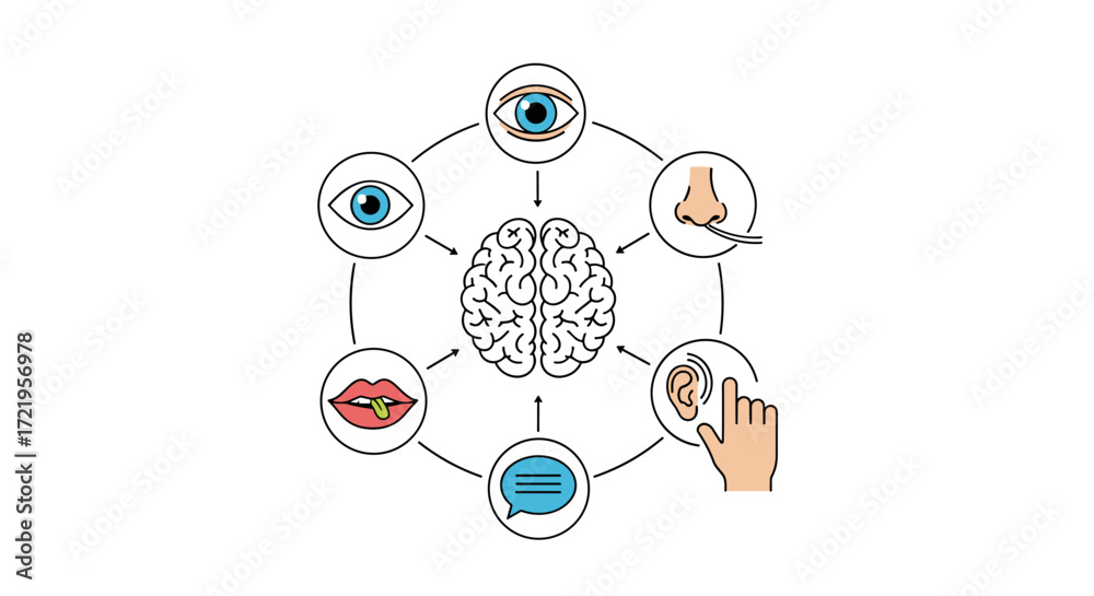 Understanding the five senses and how they connect to the human brain ...