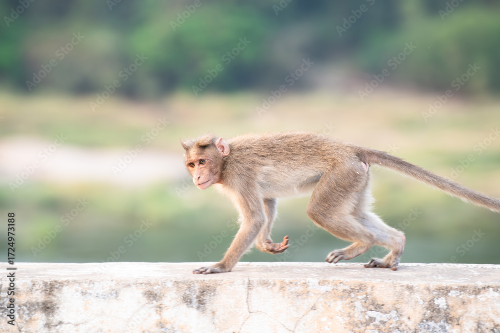 Rhesus monkey running on a wall, barbary macaque ape, wildlife and ...