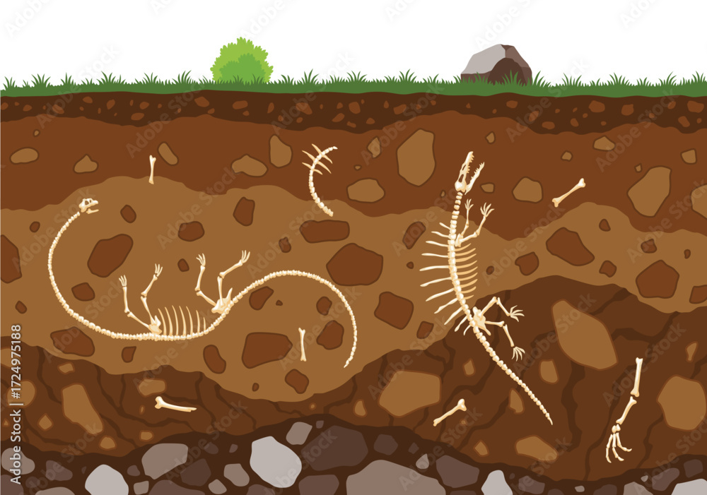 Soil layers with bones. Surface horizons with fossil reptile skeleton ...