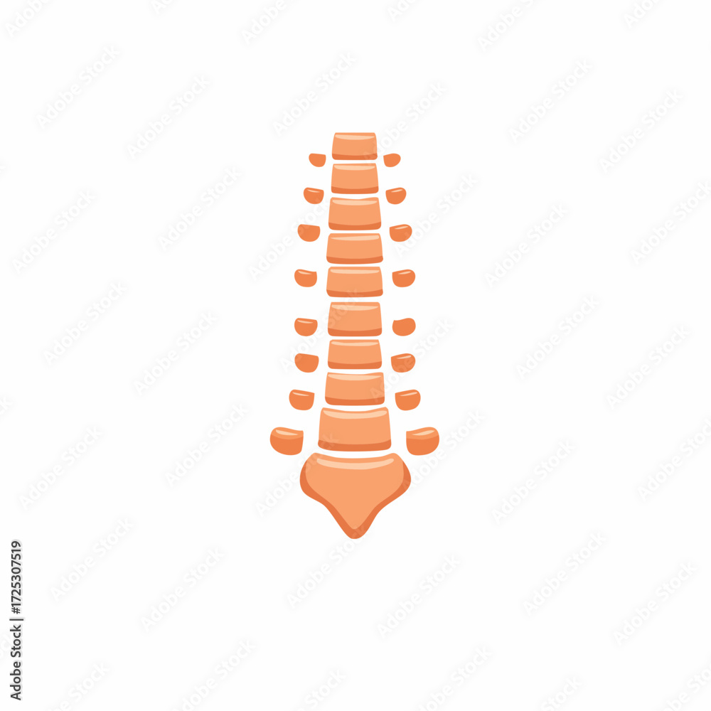 Simplified human spine structure diagram showing backbone vertebrae for ...