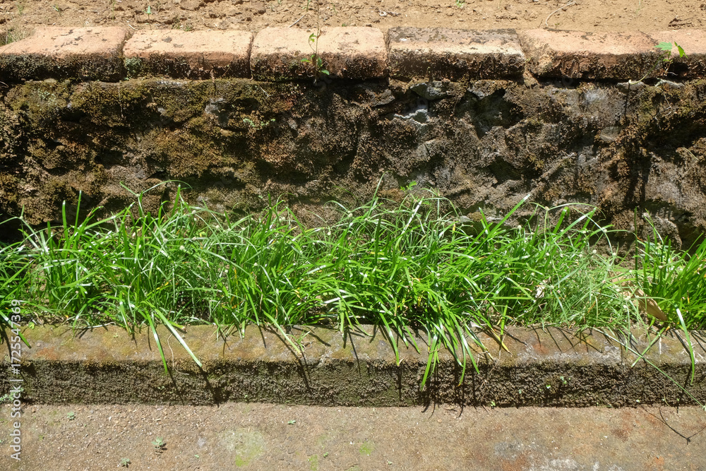 Rows of sedge plants in the yard. Copy space for text. For graphic ...