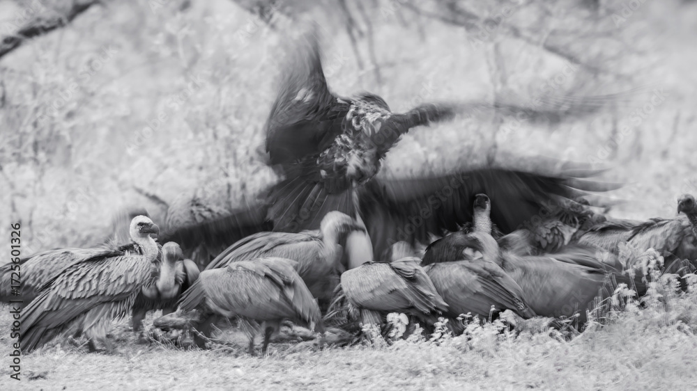 White backed Vulture pack scavenging in motion in Greater Kruger ...